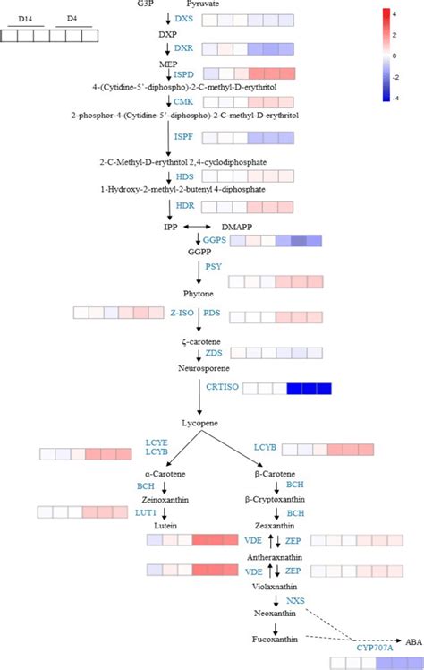 Heatmap Of Genes Related To The Fucoxanthin Biosynthesis Pathway Download Scientific Diagram