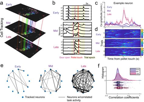 Emergence Of Task Related Spatiotemporal Population Dynamics In Transplanted Neurons Pmc