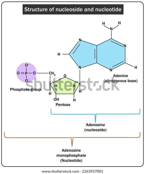 Structure Nucleoside Nucleotide Stock Vector Royalty Free 2263937001 Shutterstock