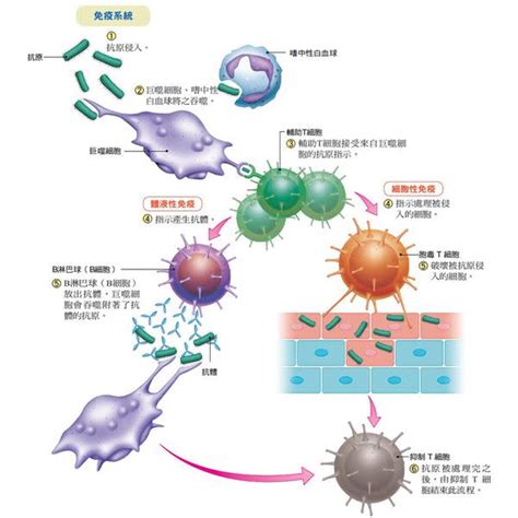 免疫系統如何運作？5種不同抗體有何區別？圖解過敏反應、免疫機制一次看懂
