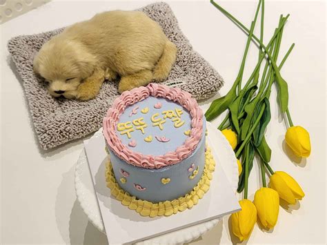 구리갈매 강아지 생일 케이크 솜씨당