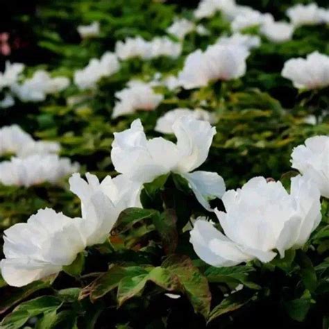暮春将夏草长莺飞万紫千红来兰州市红古区新庄台赏花食春共享好时光 农庄 榕源 中农