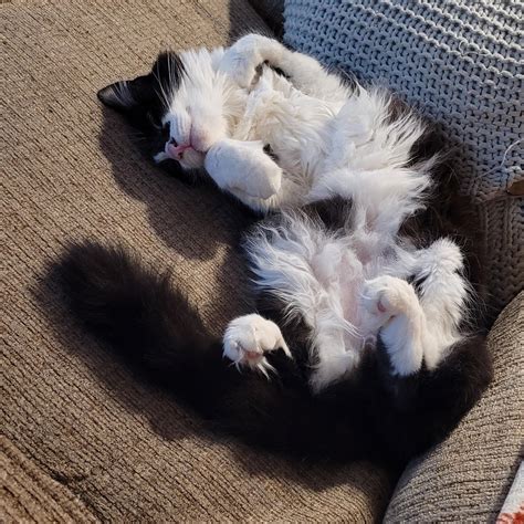 I Feel Like This Pic Of Miss Chip Represents A Lot Of Cat Substell Me Rcowcats