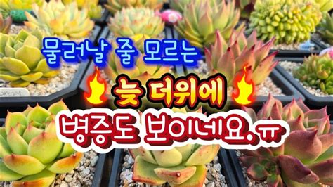 늦더위에 힘겨운 옥상다육이 Youtube