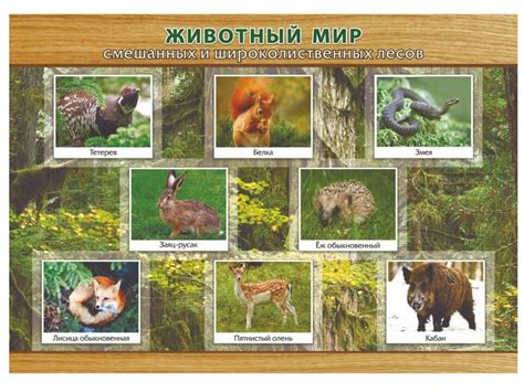 Природные зоны Земли их обитатели Флора и фауна природных зон Ландшафты природные и