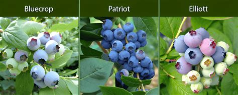 Northern Highbush Blueberry