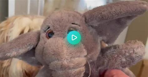 Fetch Album On Imgur Fetch Album On Imgur