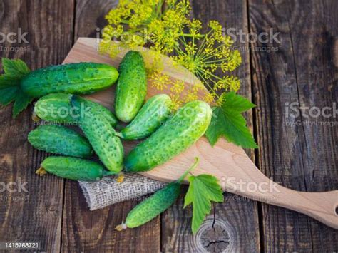 어두운 나무 테이블 질감 배경에 오이 샐러드 또는 통조림을위한 오이 여름 야채 마을의 유기농 농업 목재 재료에 대한 스톡 사진 및 기타 이미지 Istock