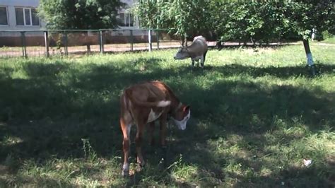 Домашние животные и их детёныши развивающие мультики для маленьких