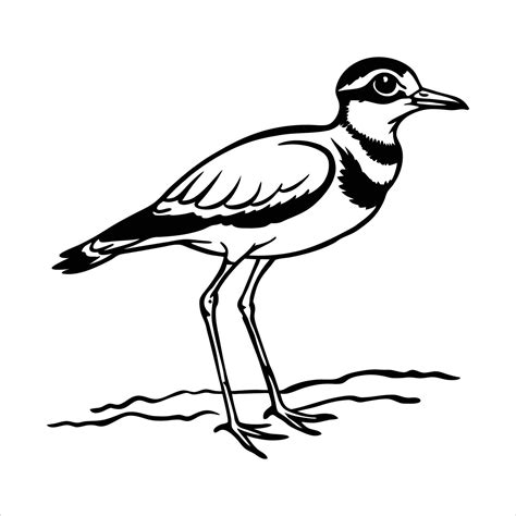 Killdeer Bird Illustrations 57674468 Vector Art At Vecteezy