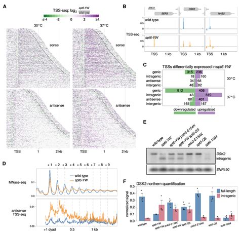 The Spt6 Yw Mutation Causes Altered Sense And Antisense Transcription