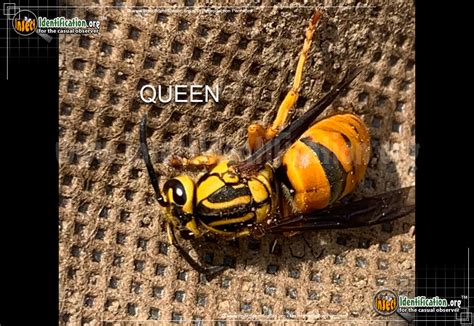 Queen Yellow Jacket Identification