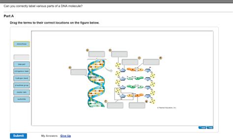 Solved Drag The Terms To Their Correct Locations On The F