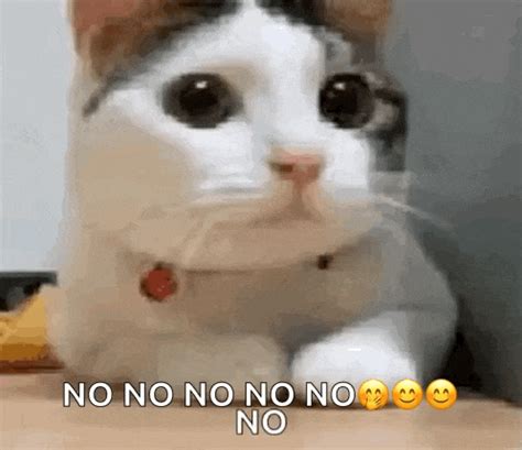 Cat No  