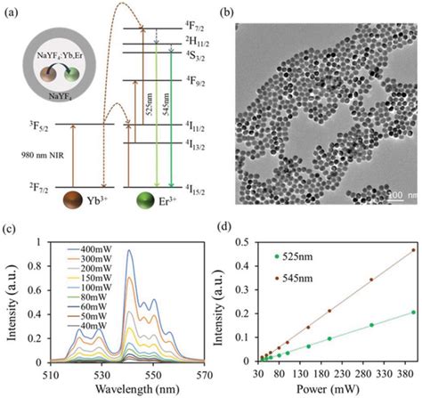Characterization Of Temperature‐sensitive Nayf4 Yb Er Nayf4 Ucnps A Download Scientific