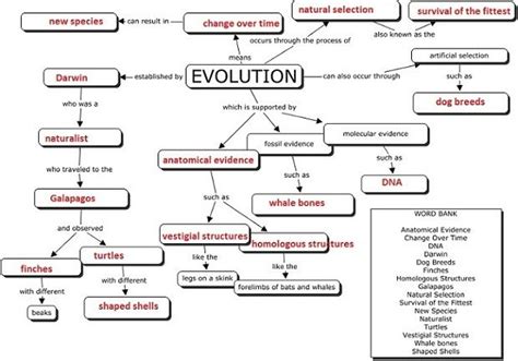 Evolution Concept Map Biology Lessons Concept Map Map Worksheets