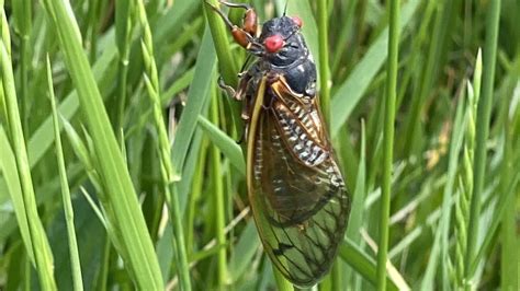 Cicada Facts How Long Do Cicadas Live