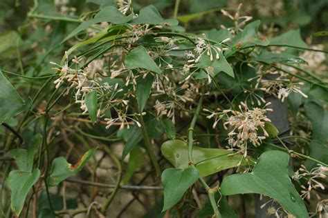 Smilax Aspera