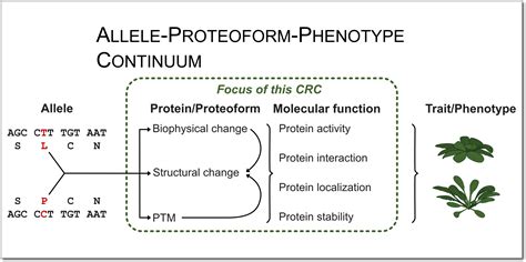 Research Plant Proteoform Diversity