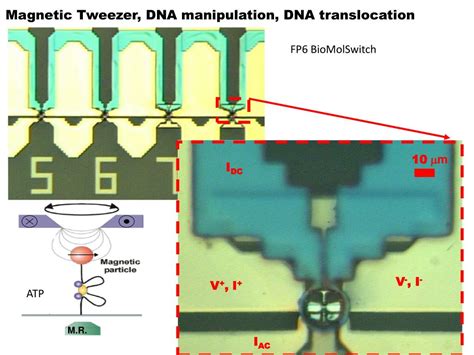 Ppt Single Molecule Manipulation Magnetic Tweezers Powerpoint Presentation Id 2184047