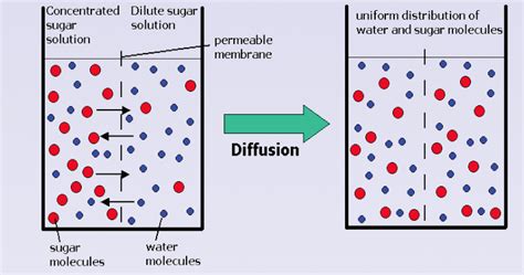 Natasha Tai S Biology Journal 2012 Diffusion Part 2 2 August 2012