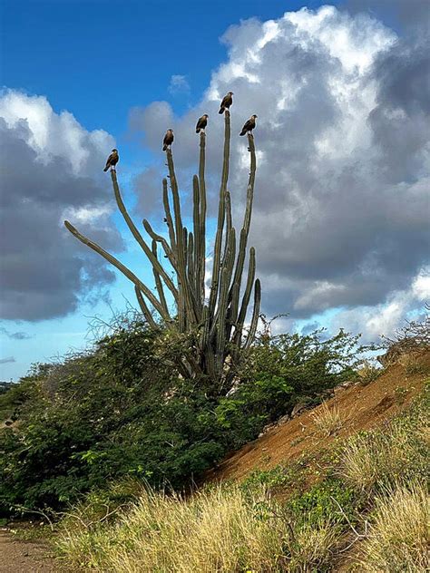 Warawara A “poderá” Di Dam Pretu èxtra