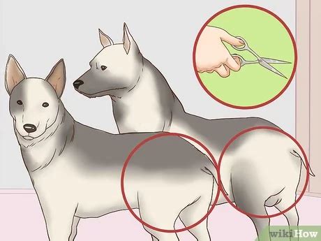 What Happens When Dogs Mate