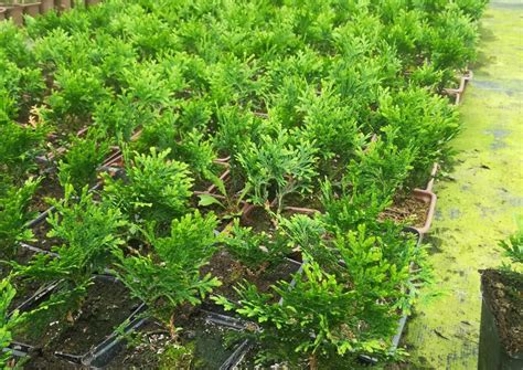 Почвопокривни Архиви Разсадник декоративни иглолистни растения Горанови