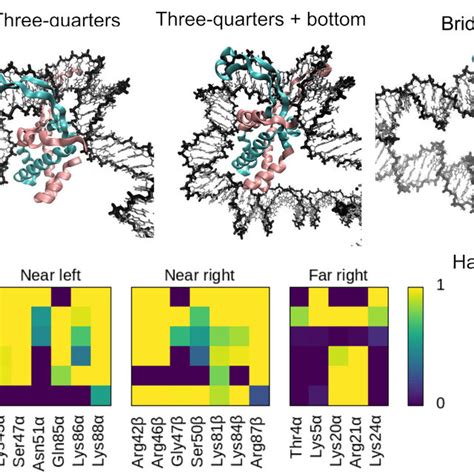 A Representative Structures Of The Different Binding Modes Observed Download Scientific
