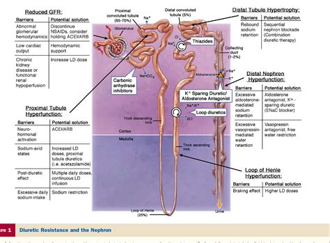Thiazide Diuretics With Loop Diuretics At Michael Harbour Blog