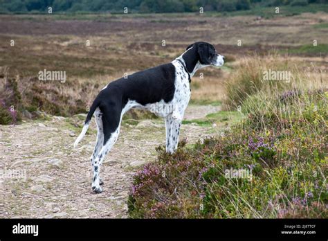 English Pointer Black And White Adult Female Stock Photo Alamy