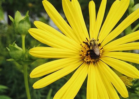 花 黄 蜂 Pixabayの無料写真 Pixabay