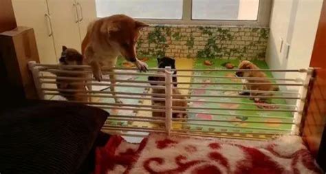 柴犬模仿能力真的很强，看到妈妈这么出去的，它们也开始模仿宠界新闻