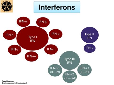 Ppt Interferons Powerpoint Presentation Free Download Id 3425573