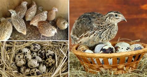 Cómo Criar Codornices Y Obtener Huevos Frescos Todos Los Días
