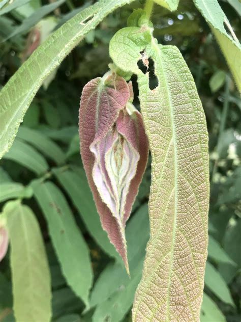 Colona Auriculata Desf Craib