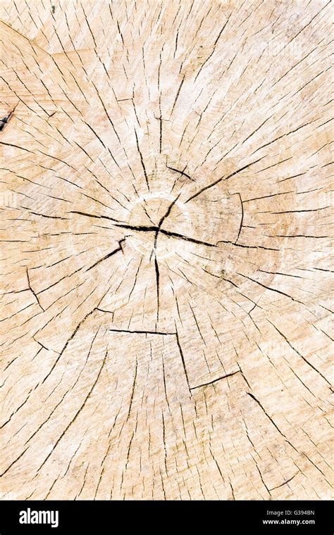 Texture Of Tree Stump As Background Stock Photo Alamy