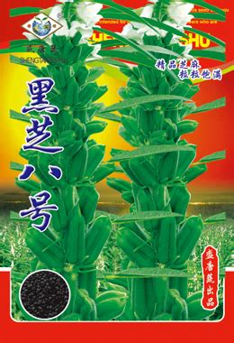 芝麻 南京盛唐蔬种业有限公司