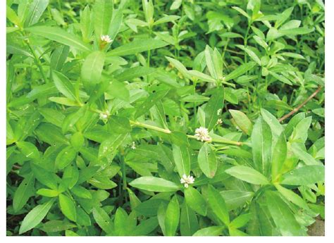 喜旱莲子草 神农架植物 图片