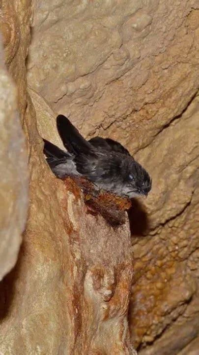 Amazing Ameline Swiftlet Shorts Youtube