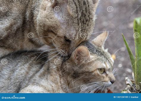 Cats Mating Close Up Stock Image Image Of Spring Adult 132124749