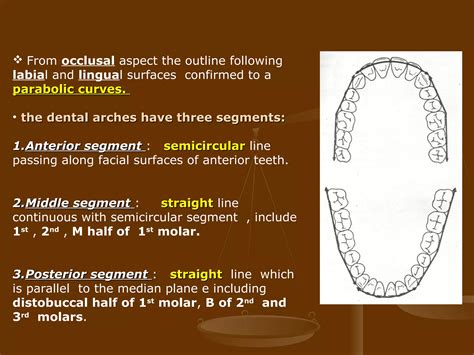 Dental Occlusion Ppt