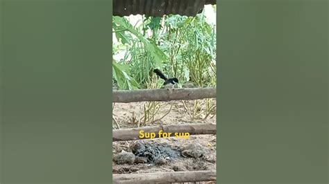 សត្វចាប សត្វស្រុក Youtube