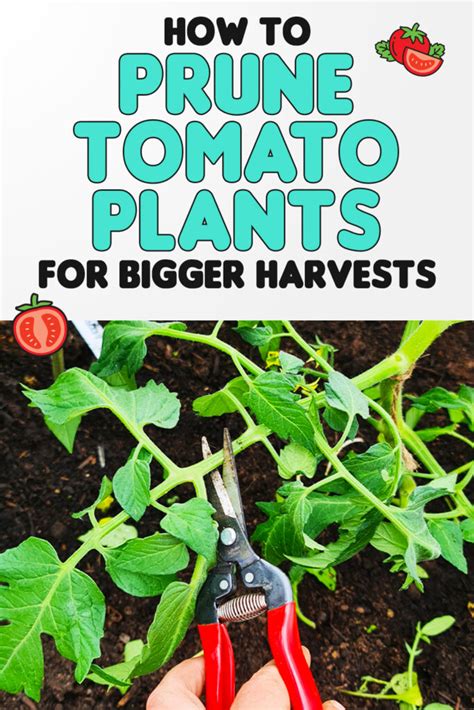 How To Properly Prune Tomatoes Patient Gardener How To Properly Prune Tomatoes Patient Gardener