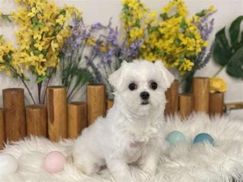 말티즈 제이 스피츠성격 시바견성격 시베리안허스키성격 시츄성격 요크셔테리어성격 웰시코기성격 이탈리아그레이하운드성격 치와와성격 코카스파니엘성격 폼스키성격 폼치성격 폼피츠성격