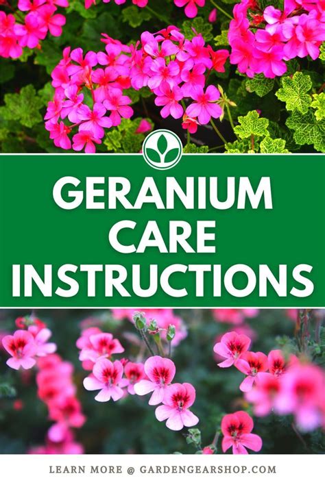 How To Grow And Care For Geraniums Garden Gear Shop Geranium Care