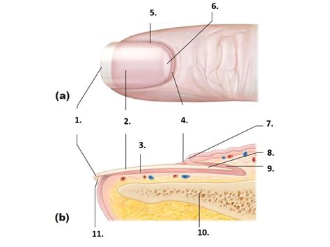 Ch 5 Integument D6 Diagram Quizlet