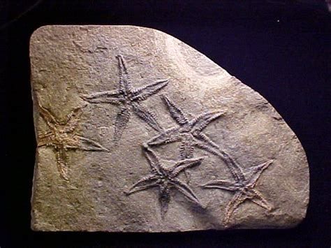 Starfish Fossils Starfish Fossils