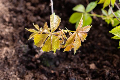 원 예와 원 예 도시의 테라스에 있는 상자에서 소녀의 포도를 성장 0명에 대한 스톡 사진 및 기타 이미지 0명 개념 건물 정면 Istock