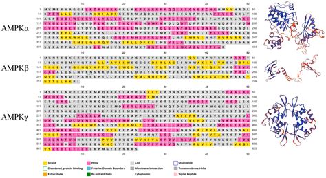 Ampk Promotes Larval Metamorphosis Of Mytilus Coruscus